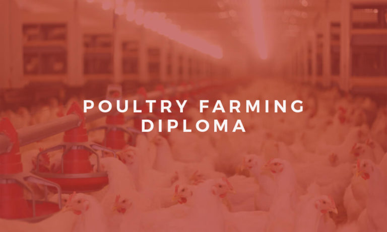 Level 3 Diploma in Poultry Farming | Alpha Academy