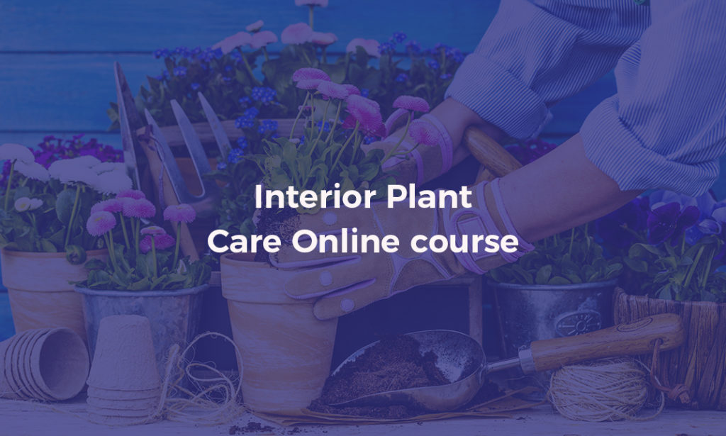Interior Plant Care Online Course | Alpha Academy